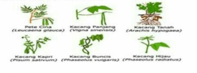 Tumbuhan yang ditampilkan pada gambar menunjukkan ...