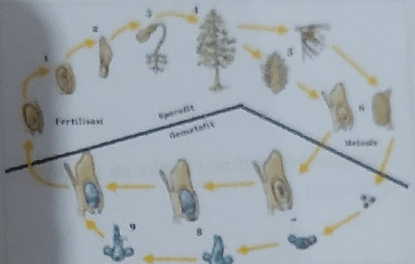 Tahapan reproduksi setelah meiosis megaspora pada ...