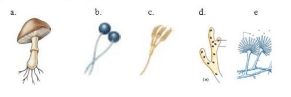 Yang menunjukan hifa pada gambar di bawah ini adal...