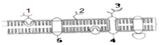 Perhatikan gambar sel ini! Bagian membran sel yan...