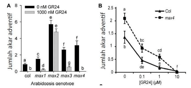 Beberapa hormone Tumbuhan telah diketahui berperan...