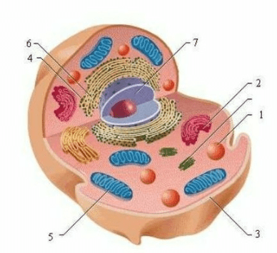 Perhatikan gambar sel berikut! Berdasarkan gambar ...