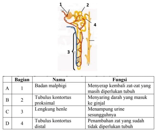 Perhatikan gambar nefron berikut ini. Bagian-bagi... Perhatikan gambar nefron berikut ini. Bagian-bagi...