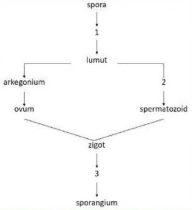 Perhatikan bagan berikut! Nomor 1, 2, dan 3 adalah...