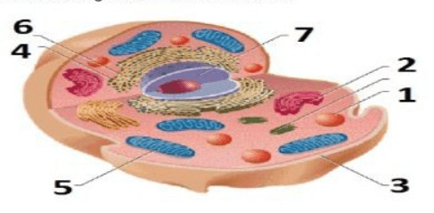 Perhatikan gambar sel berikut ini! Bagian yang di...