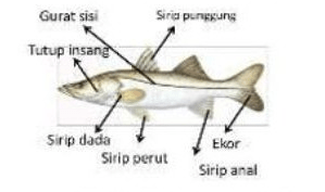Pada ikan terdapat gurat sisi yang memanjang pada ...