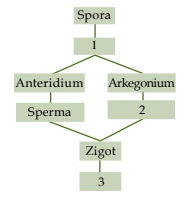 Perhatikan bagan keturunan tanaman paku berikut. N...