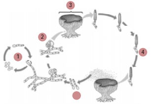 Perhatikan gambar berikut. Askokarp ditunjukkan ol...