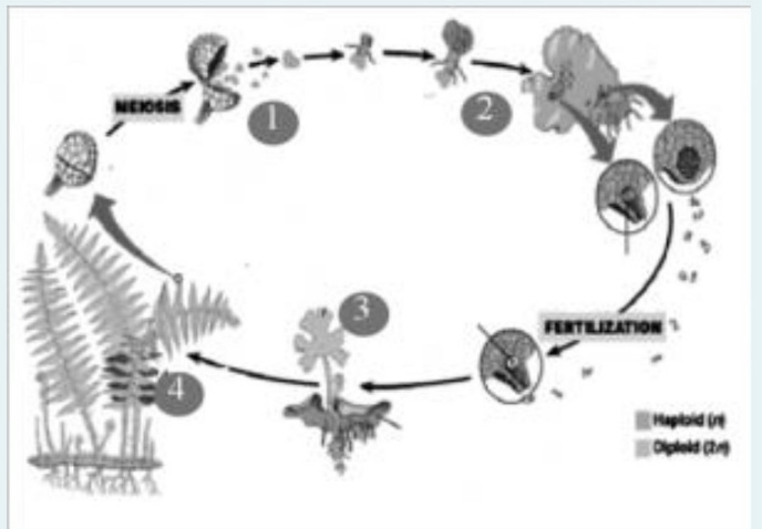 perhatikan gambar daur hidup tumbuhan paku berikut...