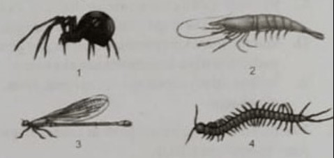 Perhatikan gambar di bawah ini! Hewan nomor 1 s....