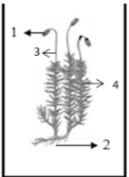 perhatikan gambar lumut daun berikut ini! secara b...