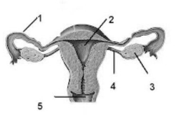 perhatikan gambar berikut! berdasarkan gambar org...