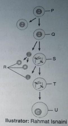 Proses oogenesis terjadi melalui pembelahan bertah...