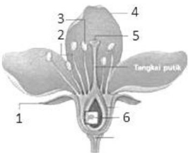 Perhatikan gambar bunga berikut... Yang di tunjuk...