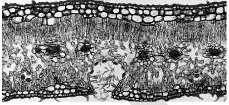 Perhatikan sayatan dari organ daun berikut. Perny...