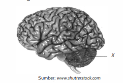 Perhatikan gambar berikut. Berdasarkan gambar ter...