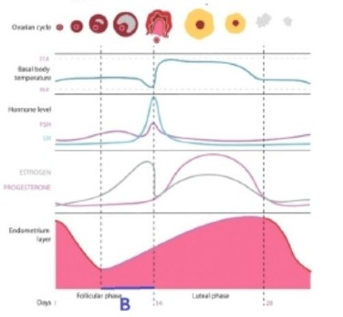Perhatikan grafik menstruasi berikut ini. Peristi...