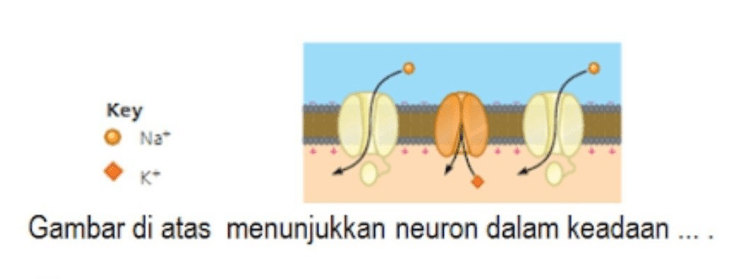 Penghantaran impuls dalam neuron terjadi secara ko...